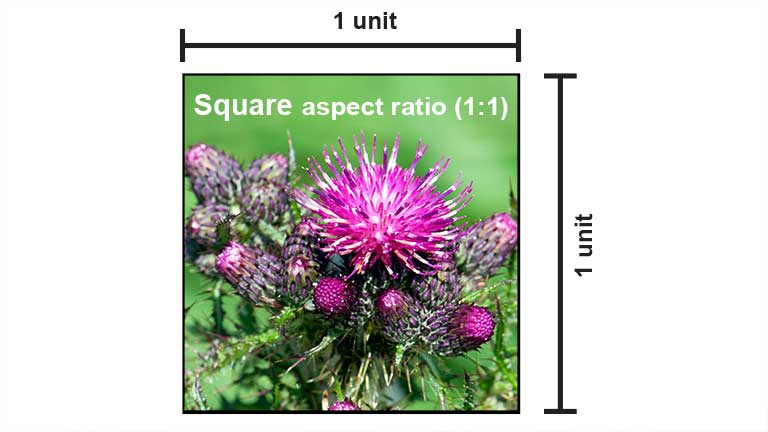 Aspect Ratio: A1, A2, A3, A4, Panoramic or Square?